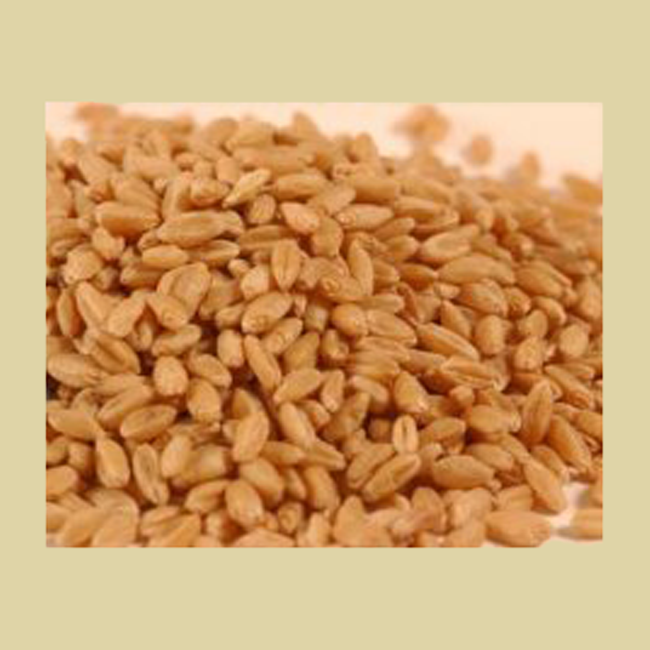 Prairie Gold Hard White Spring Wheat - Wheat Montana (25 Pounds ...